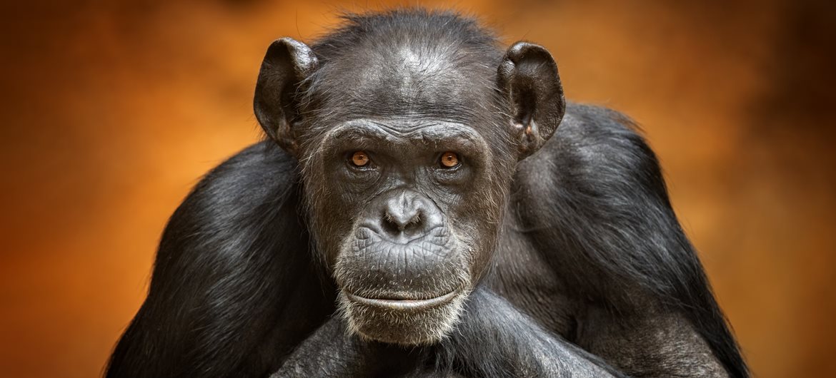 21 Ape Facts That Will Surprise You| FactRetriever