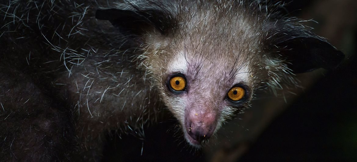 21 Amazing Aye-Aye Facts You Didn't Know | FactRetriever