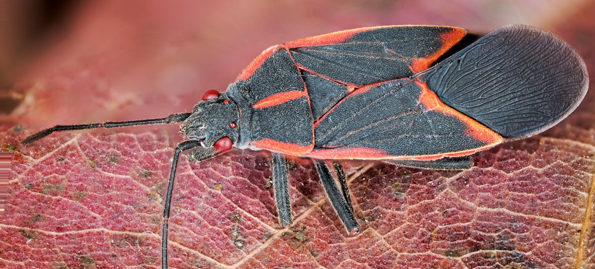 24 Interesting Boxelder Bug Facts | FactRetriever.com