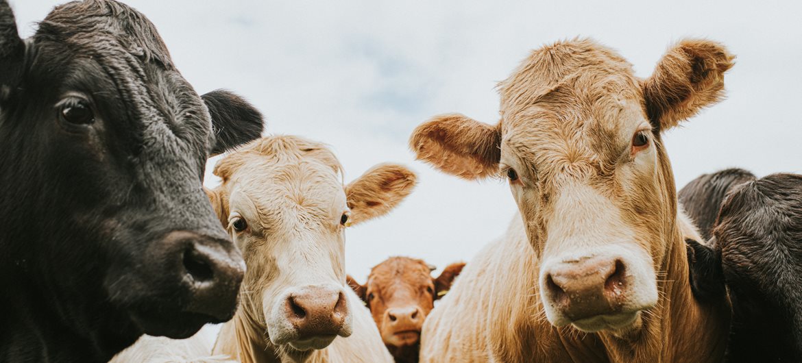 12 Interesting Cow Facts (2025) | FactRetriever.com