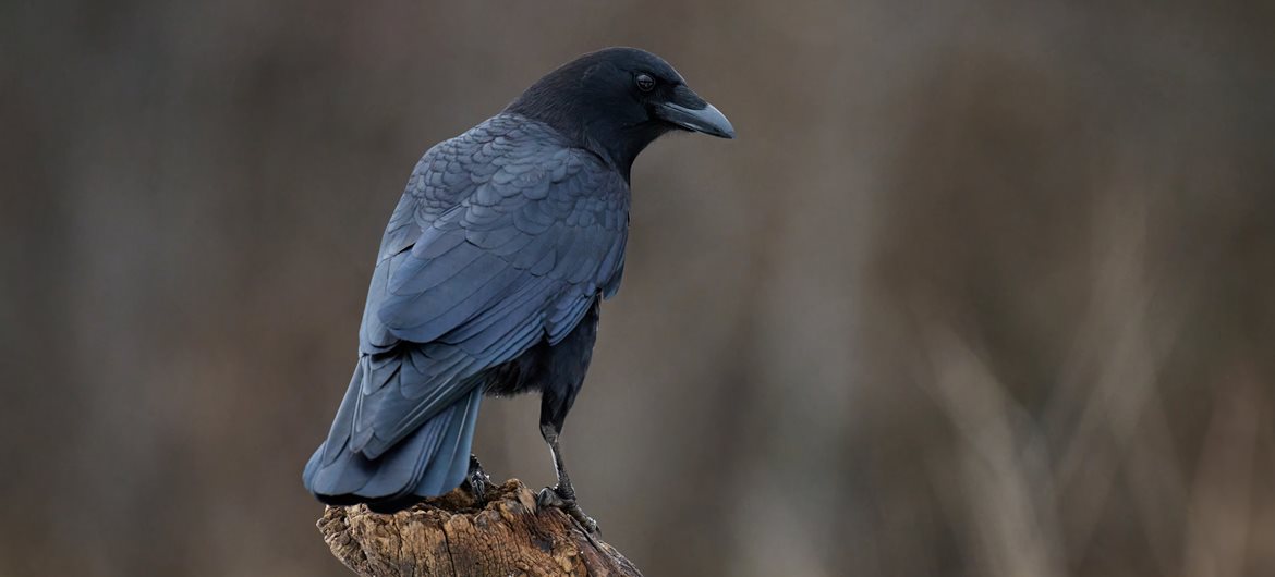 How Well Do Crows Remember Faces? | FactRetriever.com