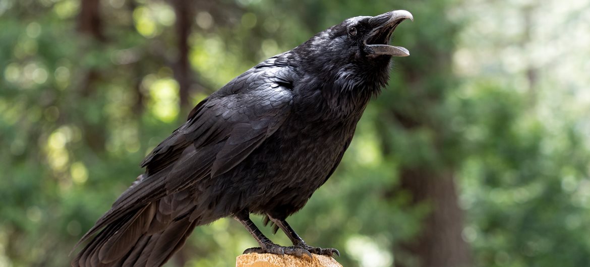 24 Interesting Crow Facts (2024) | FactRetriever.com