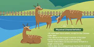 40 Fun and Interesting Deer Facts | FactRetriever.com