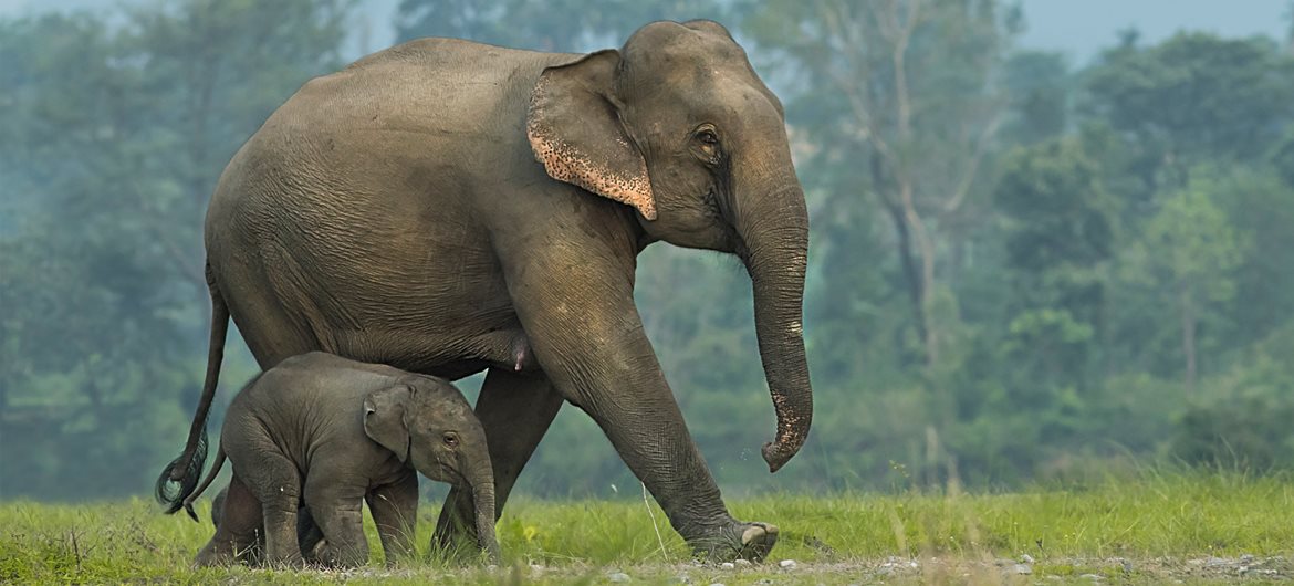 65 Extraordinary Elephant Facts | FactRetriever.com