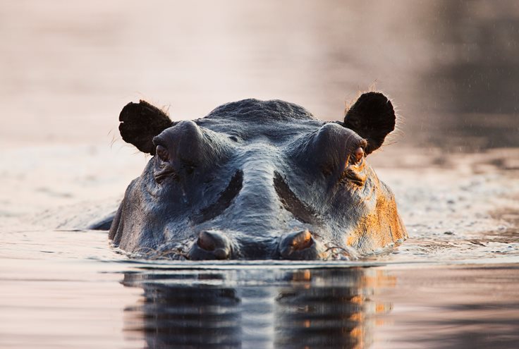 24 Fun and Interesting Hippopotamus Facts | FactRetriever