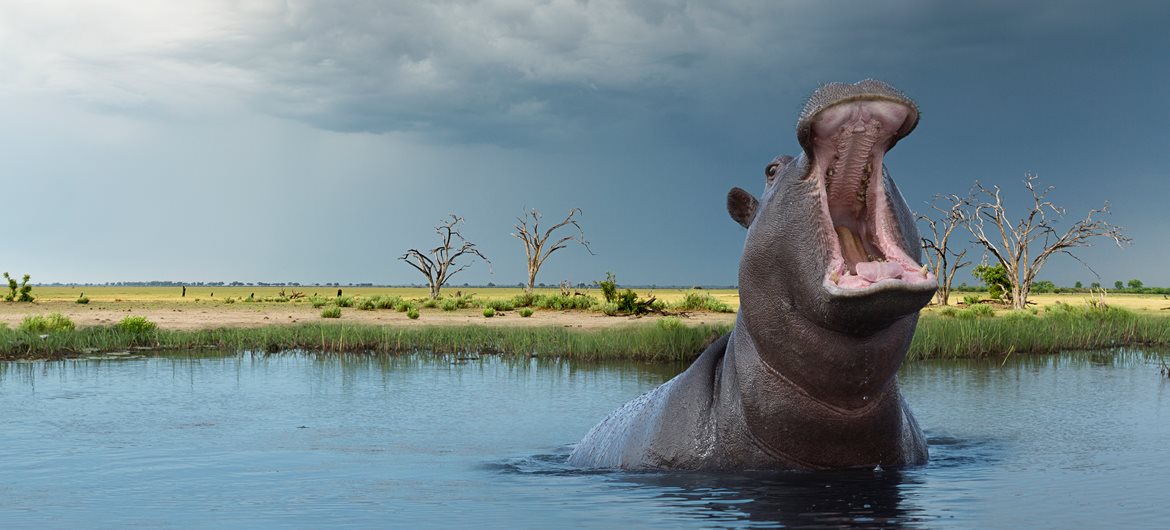 9 Interesting Hippopotamus Facts [2025] | FactRetriever