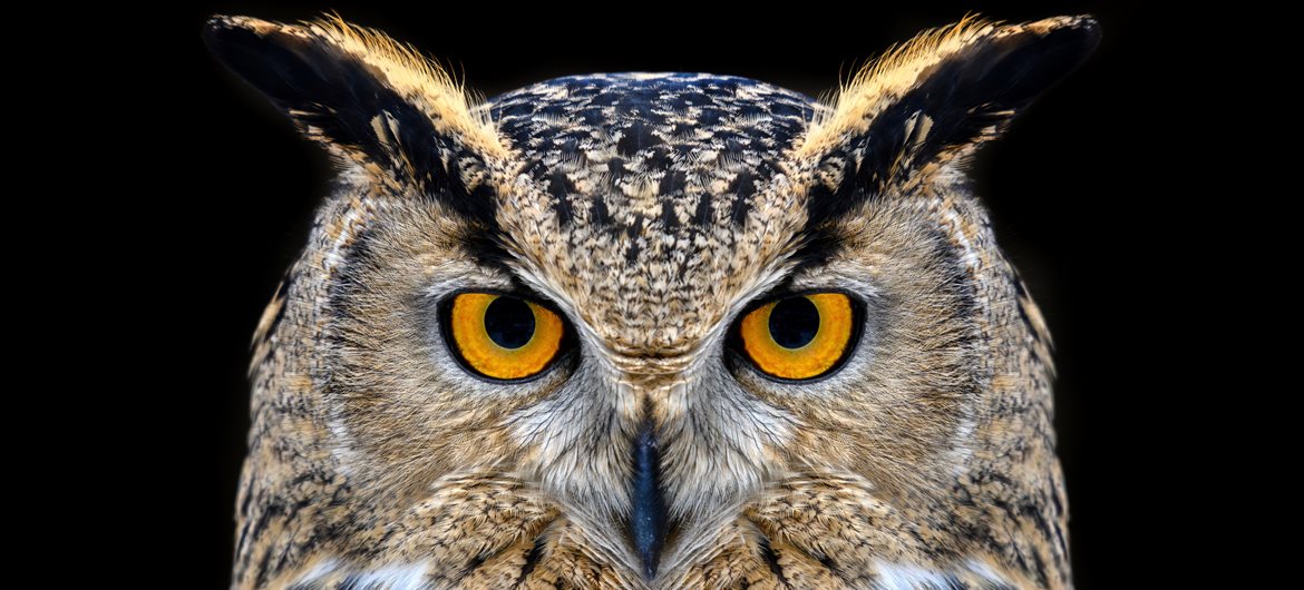 Why Owls Can Turn Their Heads 270 Degrees | FactRetreiever