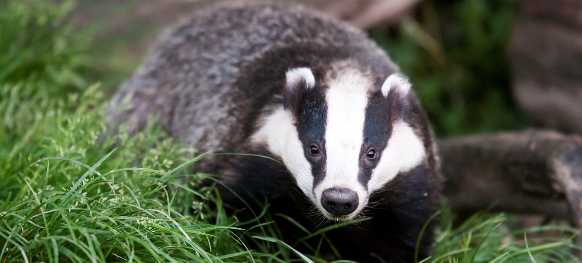 22 Badger Facts You Won't Believe | FactRetriever.com
