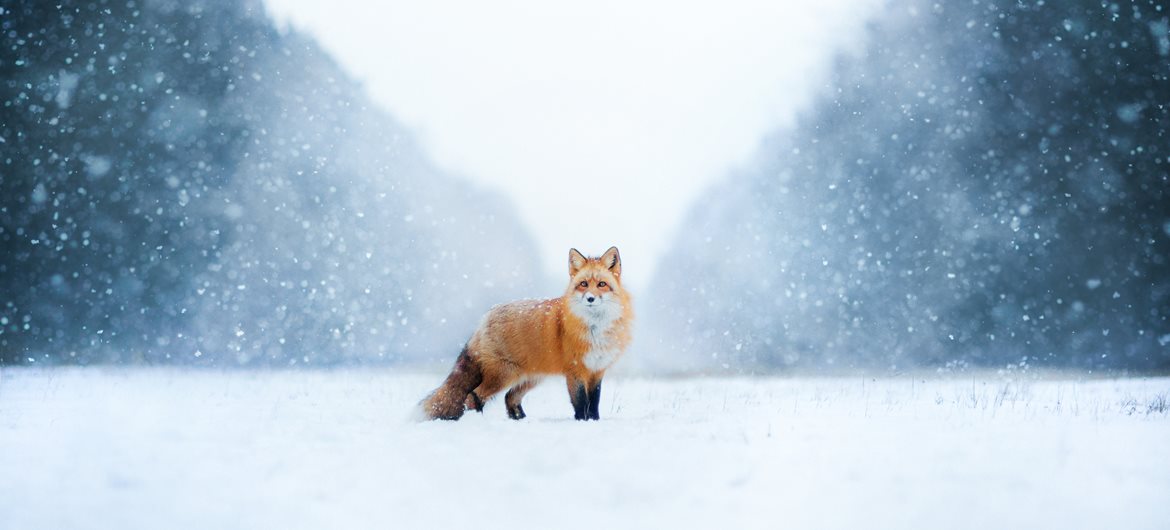 46 Interesting and Fun Fox Facts | FactRetriever.com
