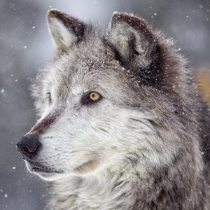 73 Interesting Facts about Sweden | FactRetriever.com