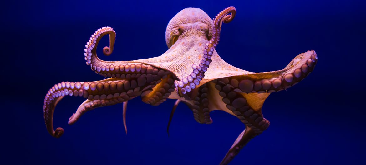 52 Octopus Facts (Intelligence, Camouflage & Weird Abilities)