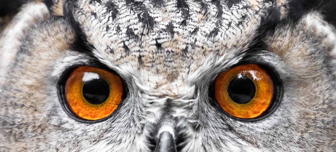 How Do Owls See in the Dark? The Science Behind Their Night Vision