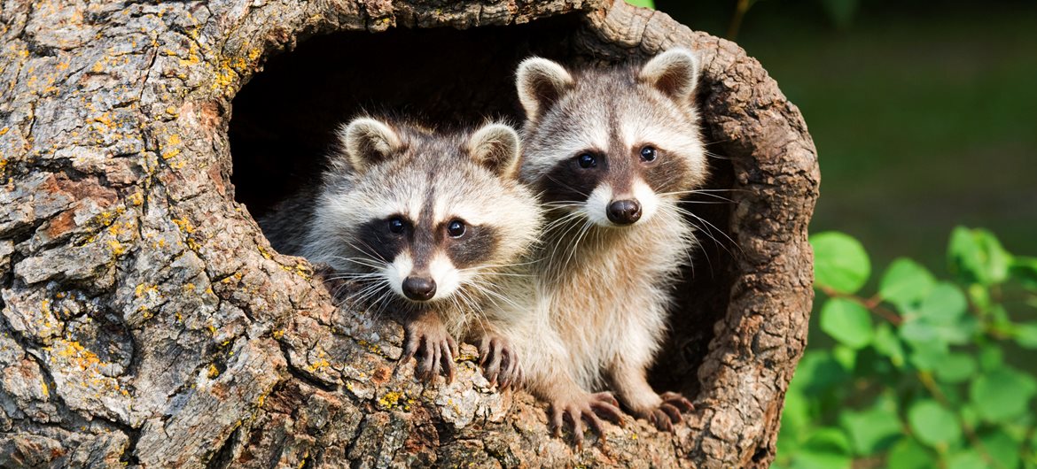 22 Mischievous Raccoon Facts (2024) | FactRetriever