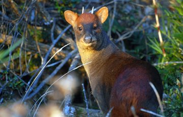 40 Fun and Interesting Deer Facts | FactRetriever.com