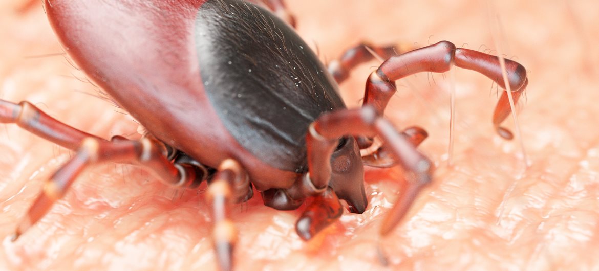 25 Tick Facts that Will Gross You Out | Fact Retriever