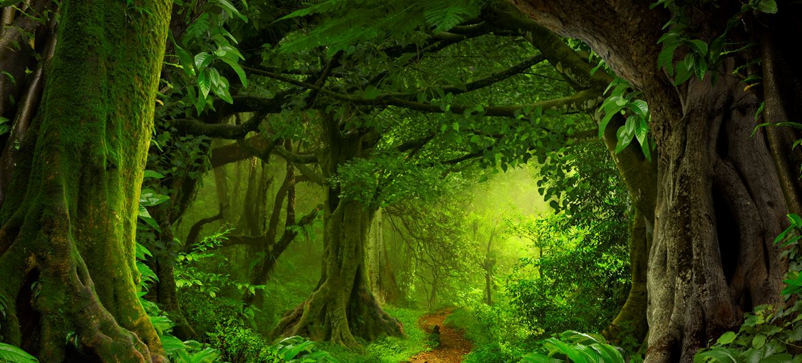 26 Wonderful and Fun Tree Facts | FactRetriever.com